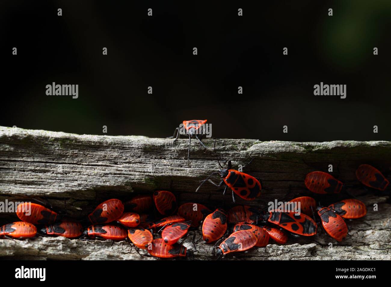 Log garden beetle hi-res stock photography and images - Alamy