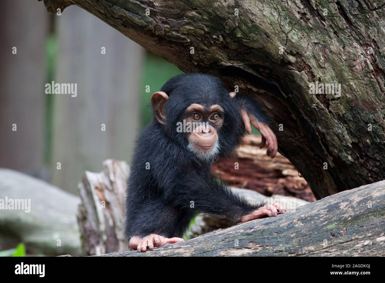 Cute little chimpanzee sitting on a tree with a blurred background ...