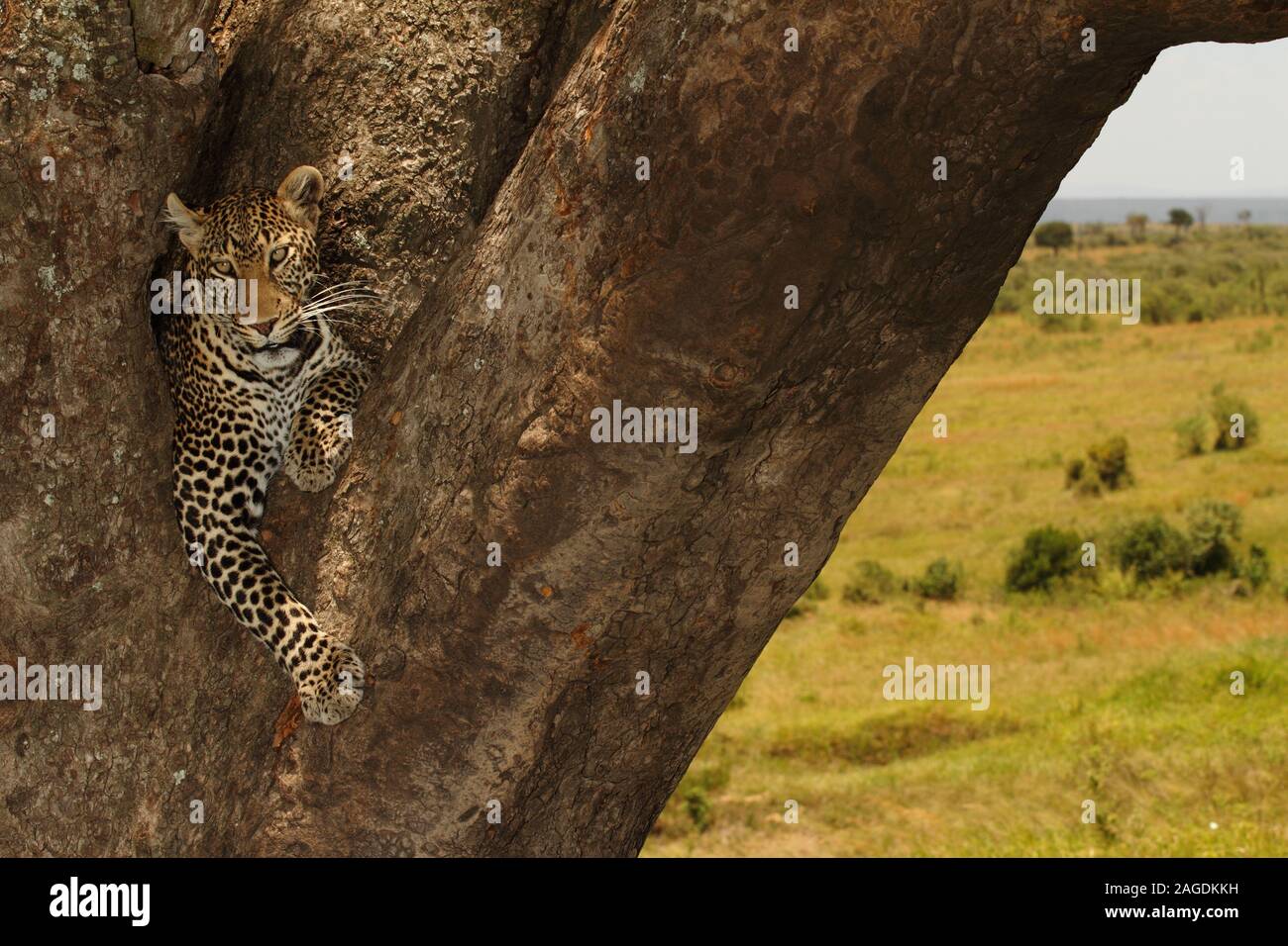 Beautiful African Leopard sitting on a big tree trunk in the middle of ...