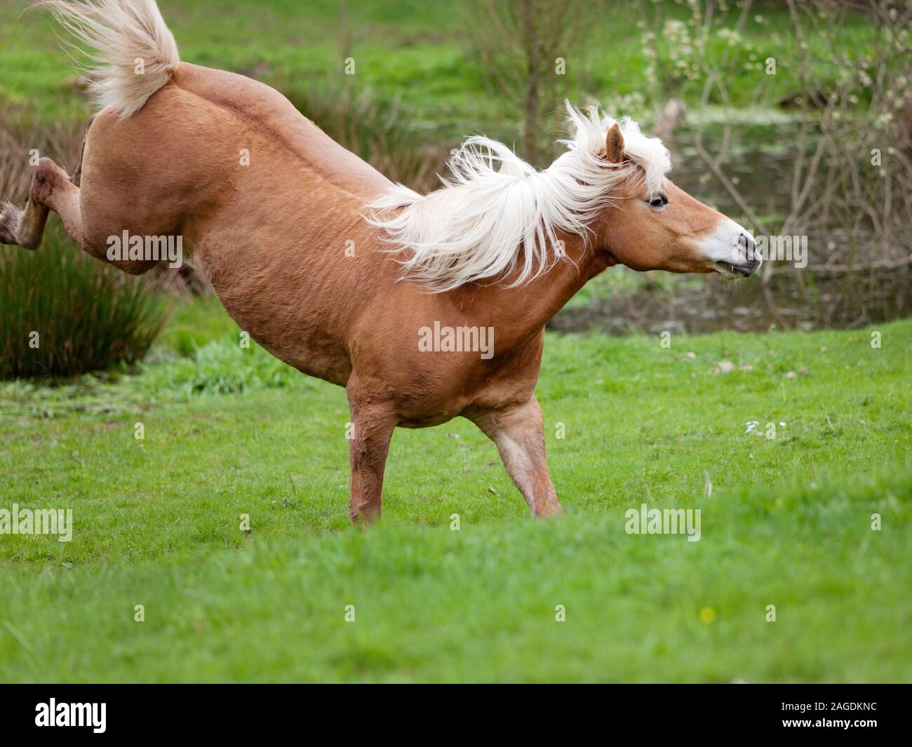 Horse kick hi-res stock photography and images - Alamy