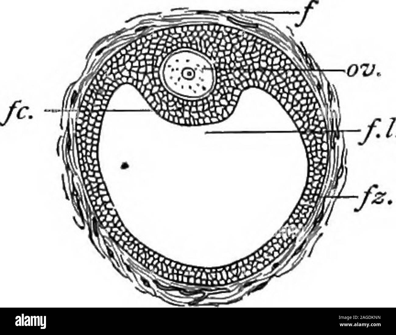 Gastrula Diagram