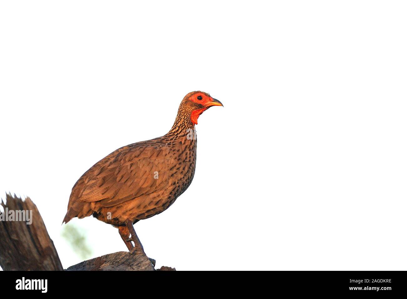 Selective focus shot of an orange exotic bird on a log of wood with a ...