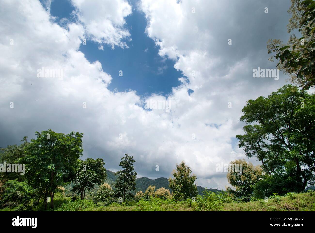 Beautiful Landscape with trees and mountain Stock Photo - Alamy