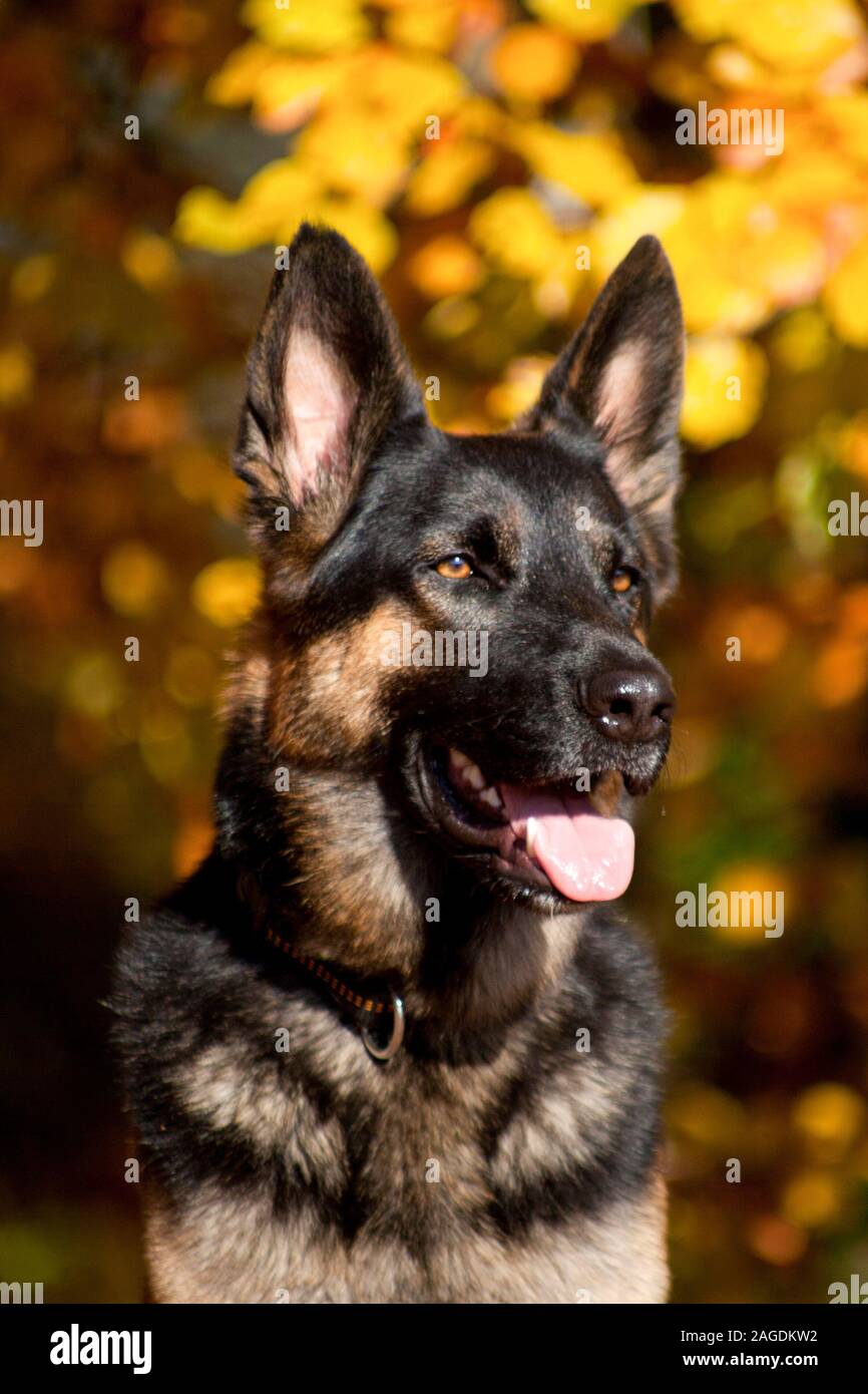 German shepherd puppy autumn hi-res stock photography and images - Alamy