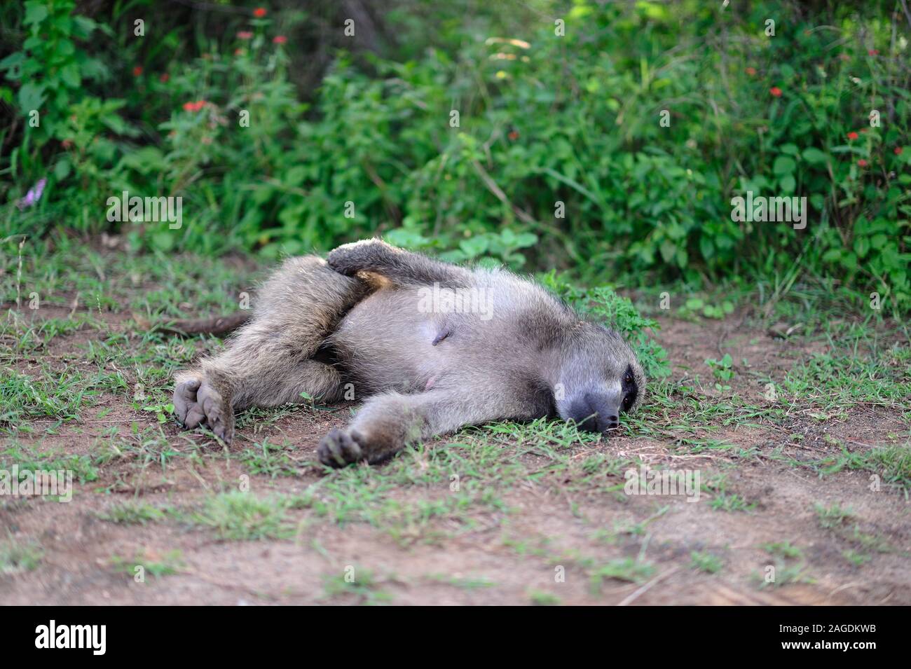 Cute baboon lying on the ground with the green plants in the background ...
