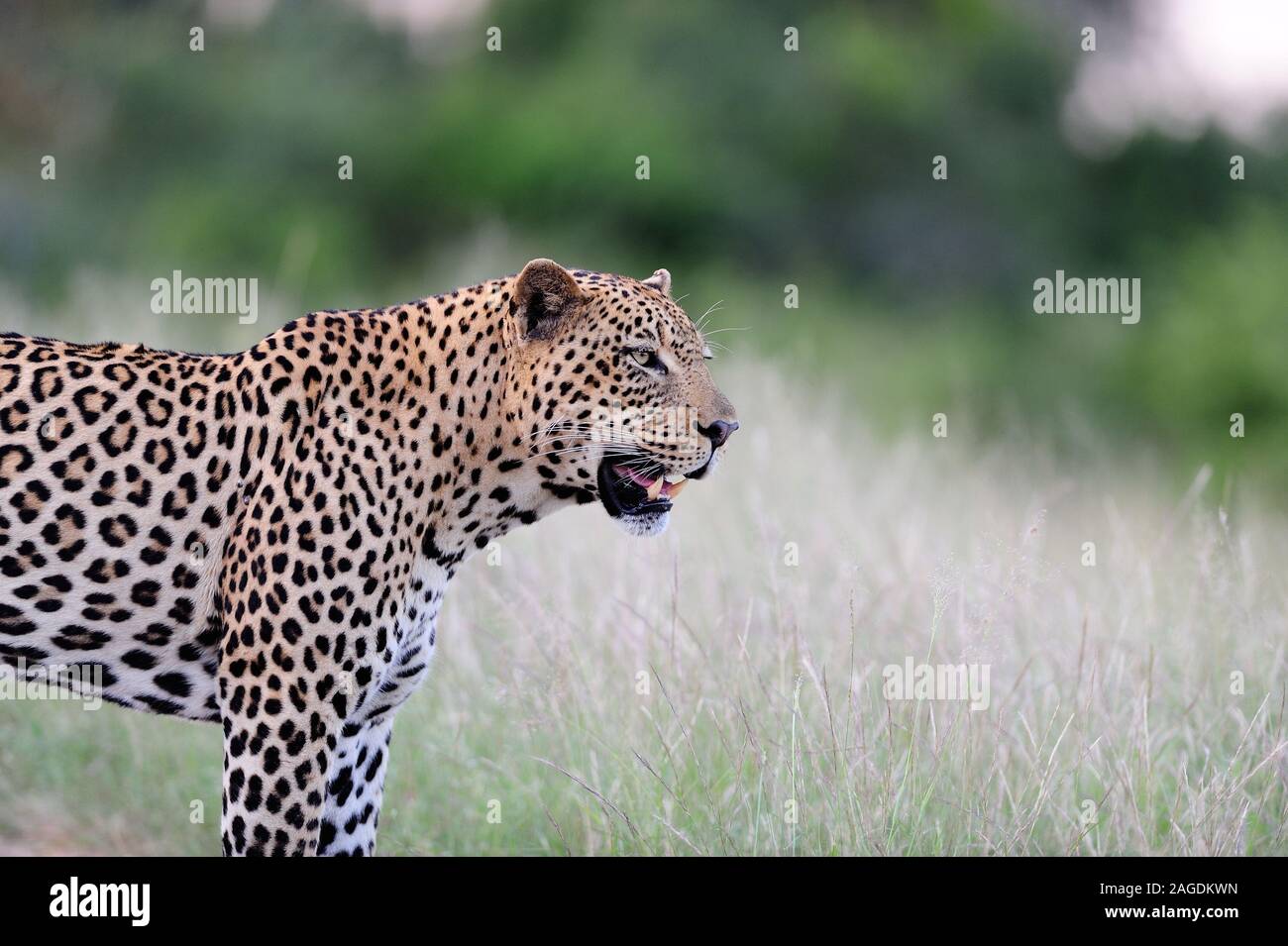 African leopard roaring angrily captured on the fields of the African ...