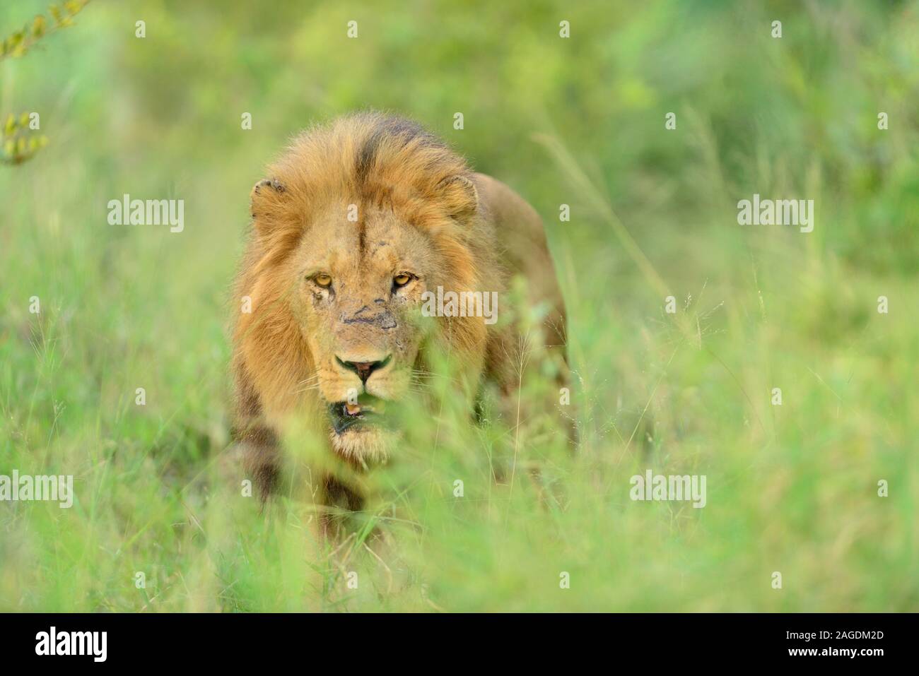 Magnificent lion in the middle of a field covered with green grass in ...
