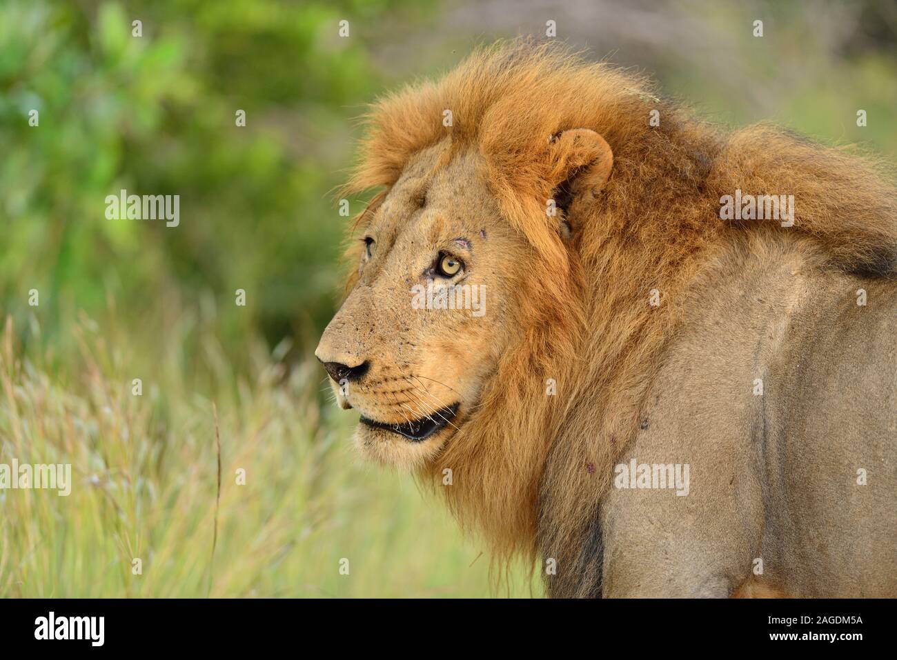 Magnificent lion in the middle of a field covered with green grass in ...