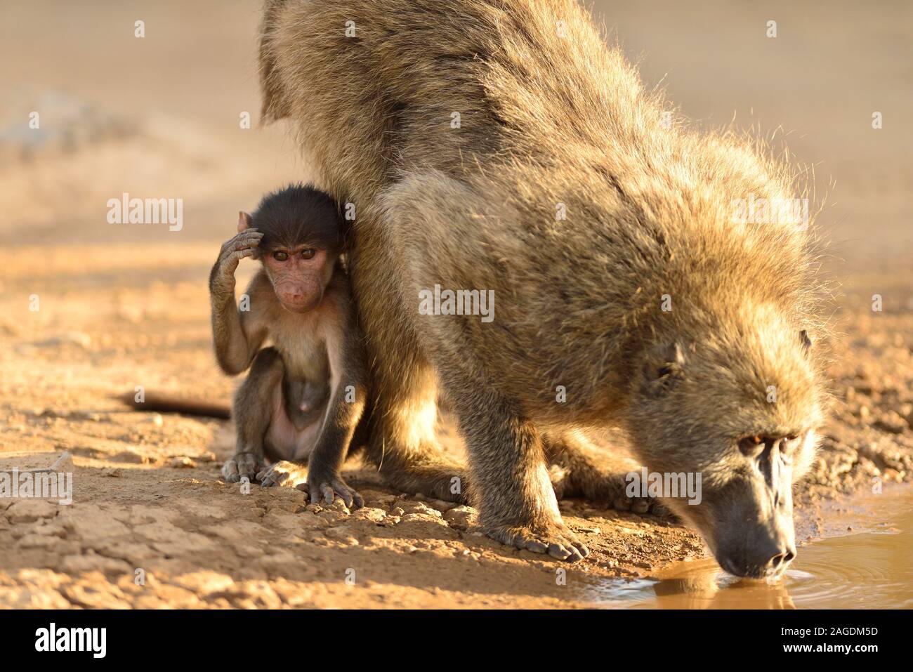 Baboon drinking water from a pond with her baby sitting beside her ...