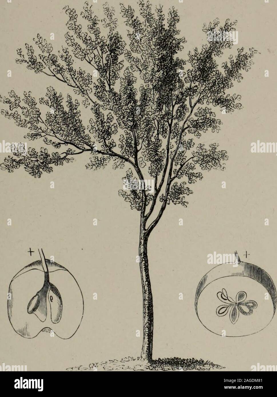 Botanically berry hi-res stock photography and images - Alamy