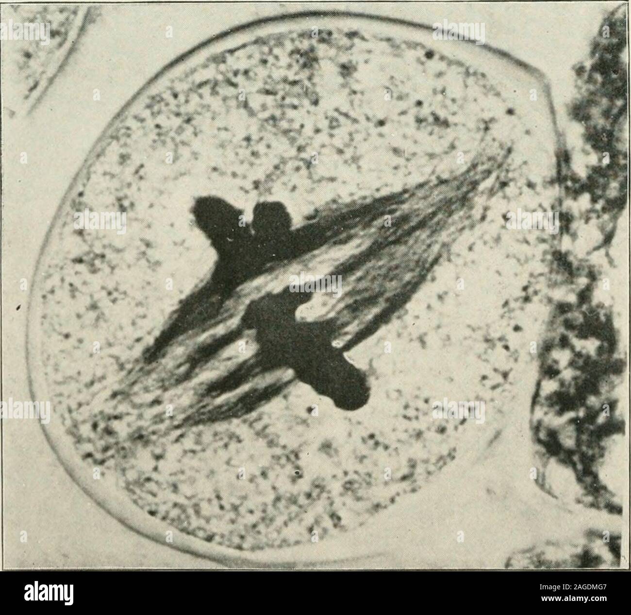 Centrosome microscope hi-res stock photography and images - Alamy