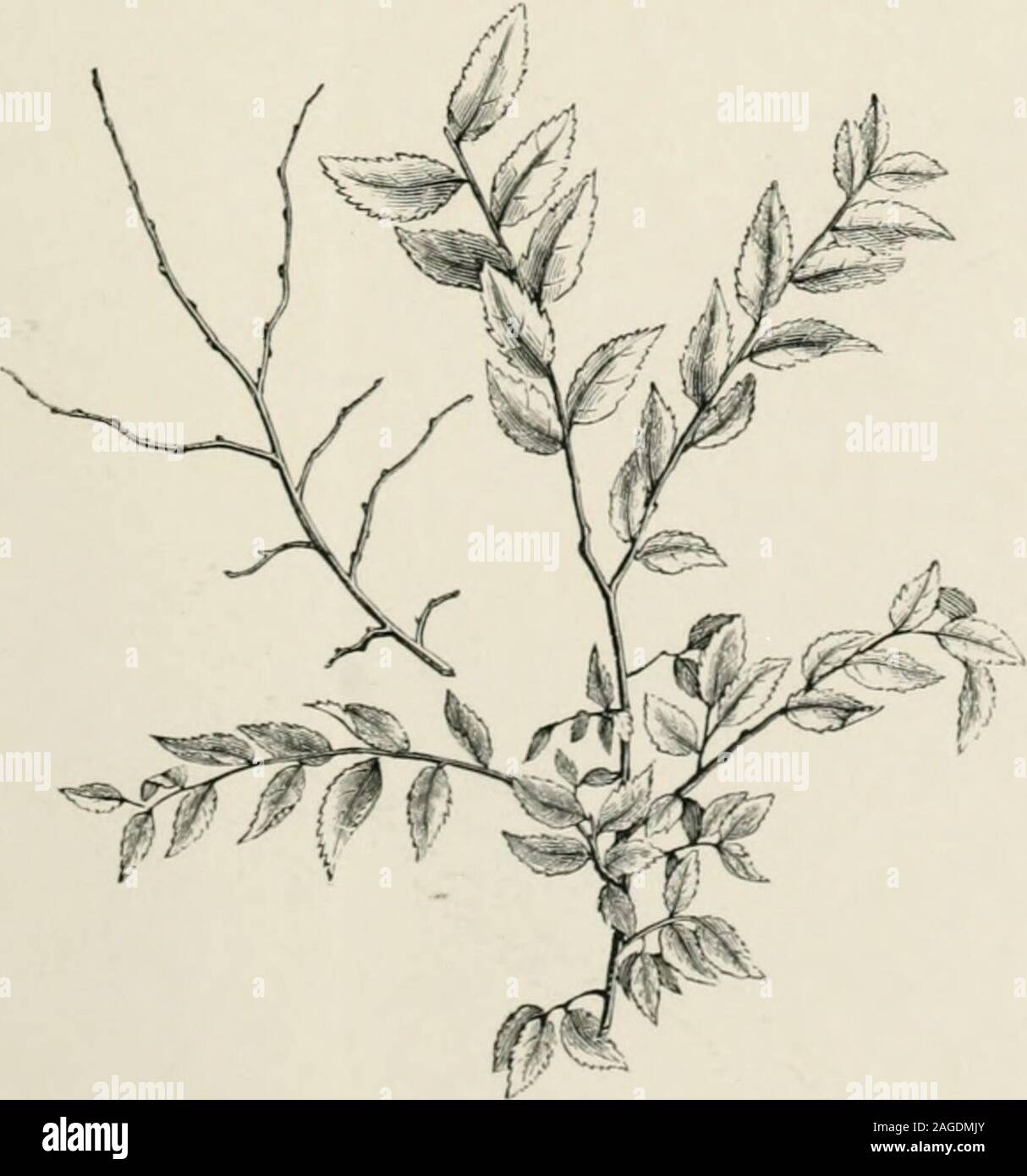 Ulmus campestris hi-res stock photography and images - Alamy