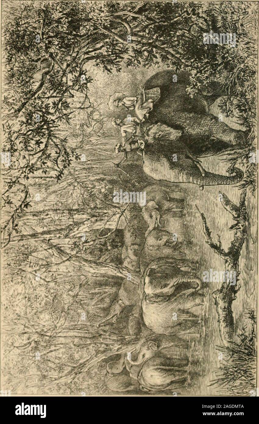 Isabella bird bishop hi-res stock photography and images - Alamy