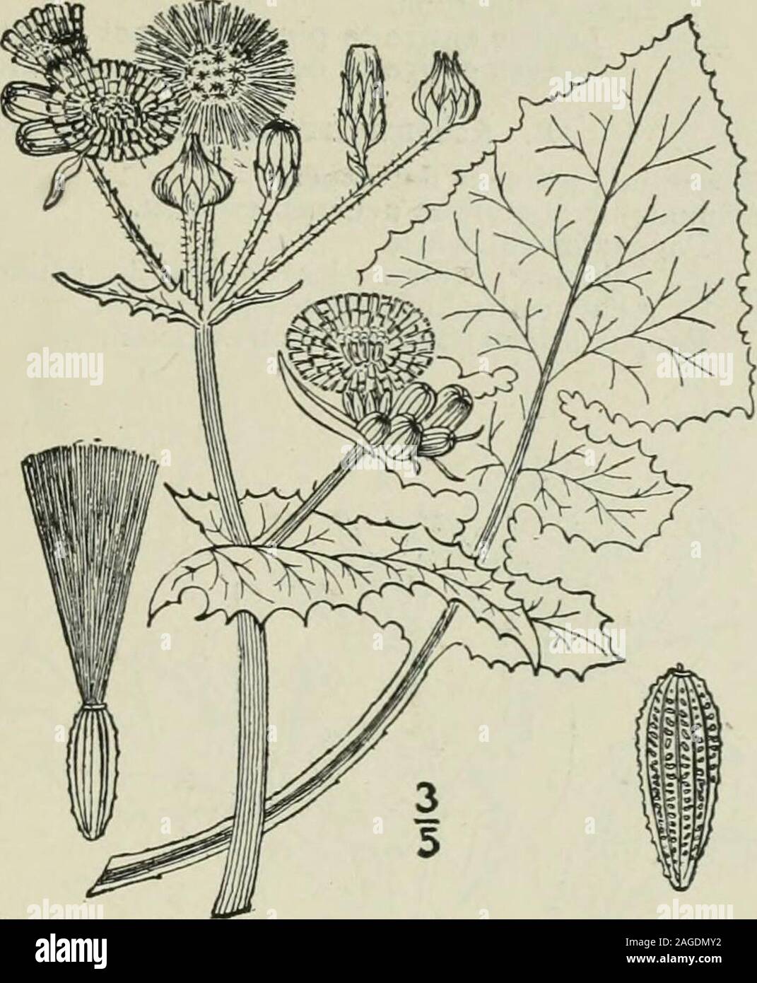 Lyrate leaves hi-res stock photography and images - Alamy