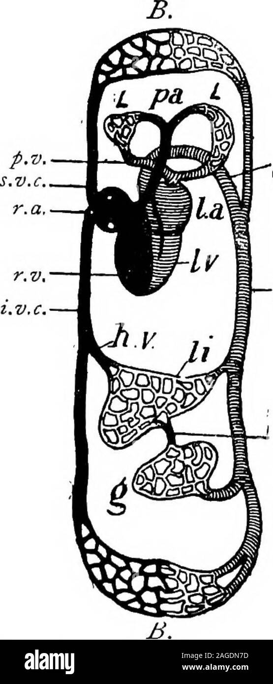 Inferior car Cut Out Stock Images & Pictures - Alamy