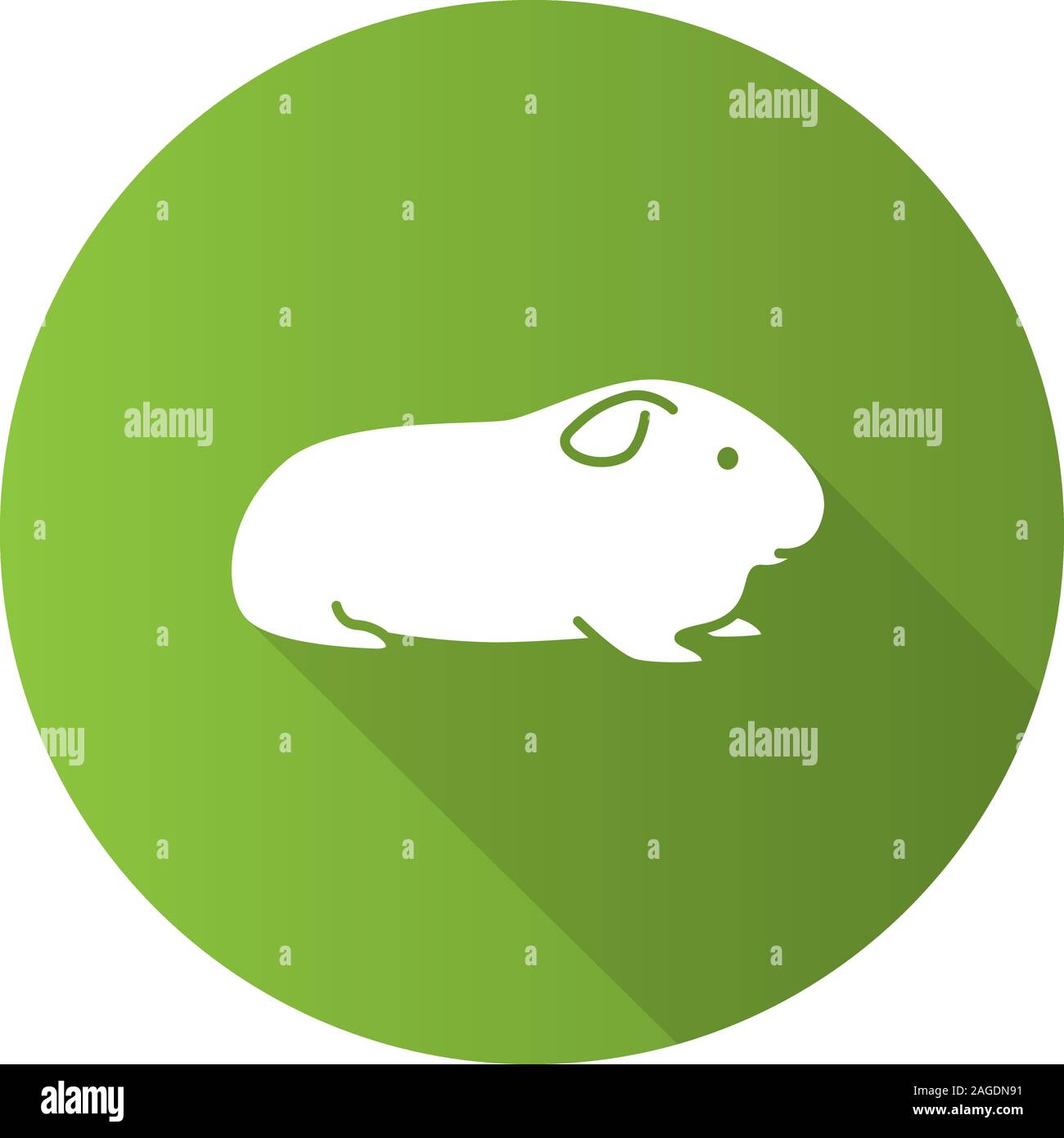 Guinea pig hair long Stock Vector Images - Alamy