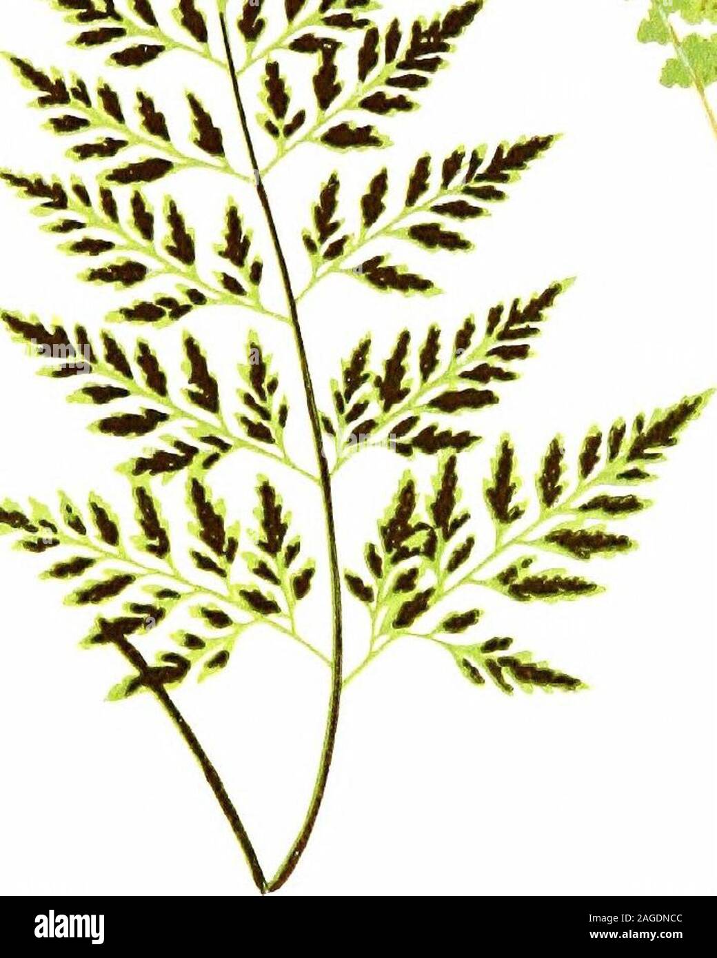 . British ferns and their varieties Stock Photo - Alamy