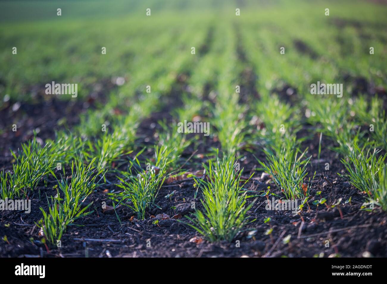 Young fresh buckwheat crop sprouts hi-res stock photography and images ...