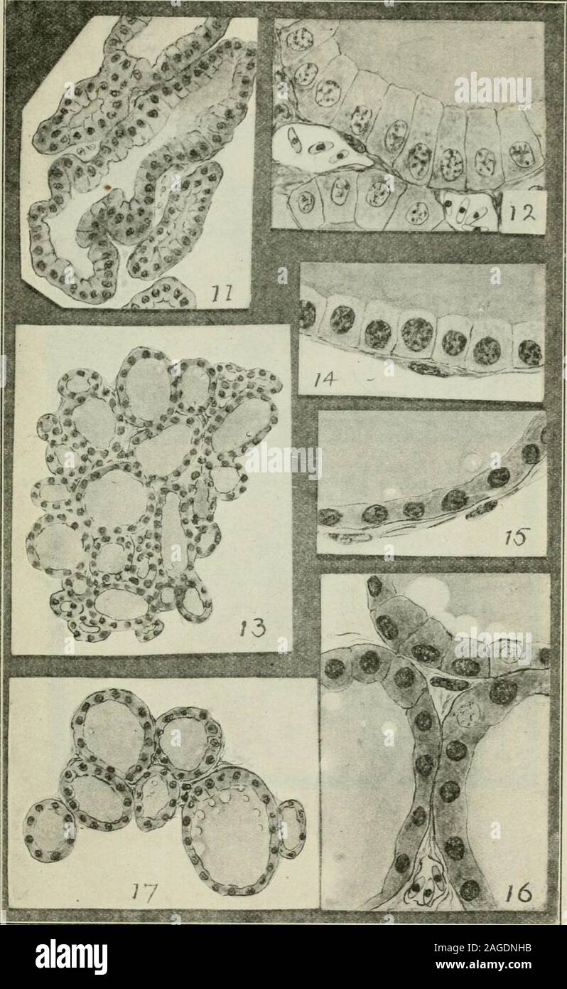 . Endocrinology. PLATE II Figure 11. Regenerated thyroid showing ...