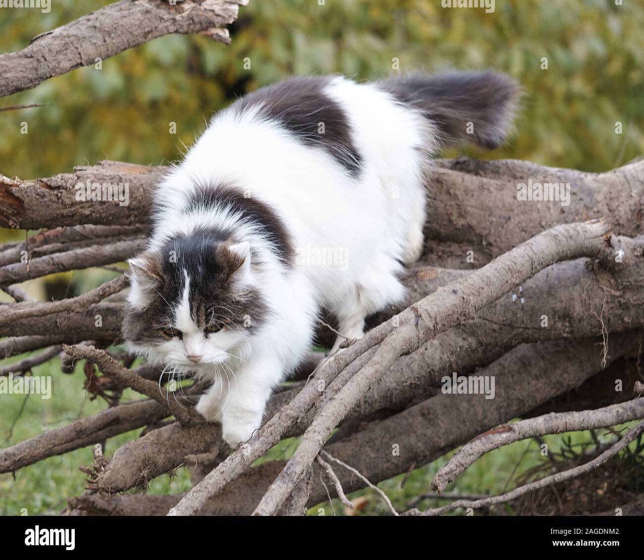 Cat ego hi-res stock photography and images - Alamy