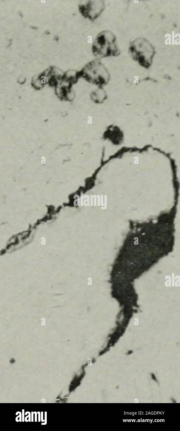 . Transactions. Fig. 18.—Silicate inclusions and .streaks along ...