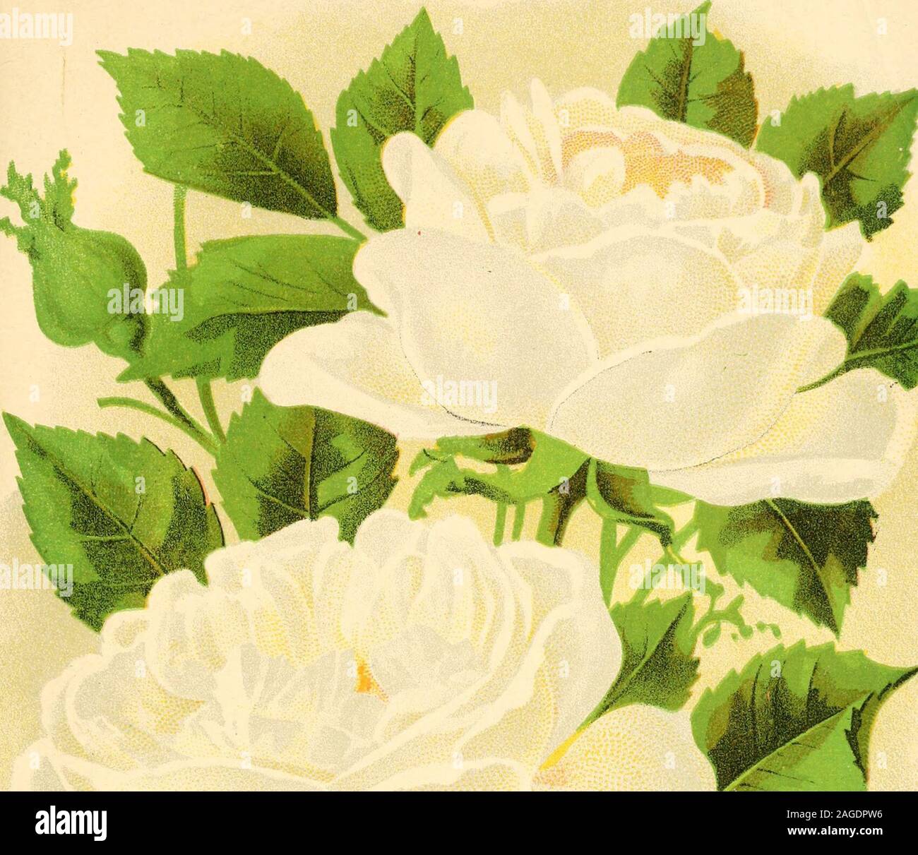 Mabel best hi-res stock photography and images - Alamy