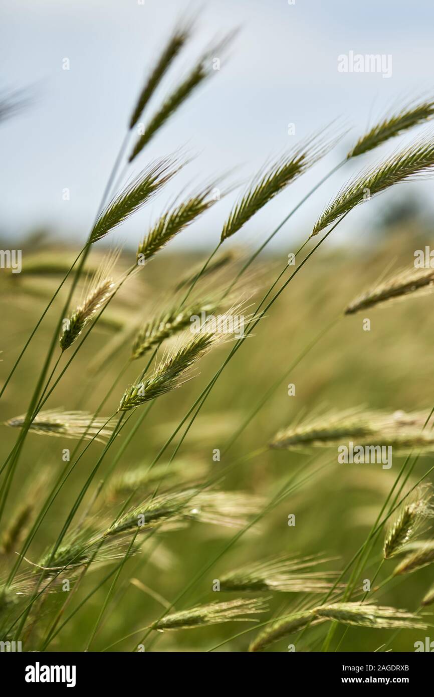 Triticale hybrid wheat rye corn hi-res stock photography and images - Alamy
