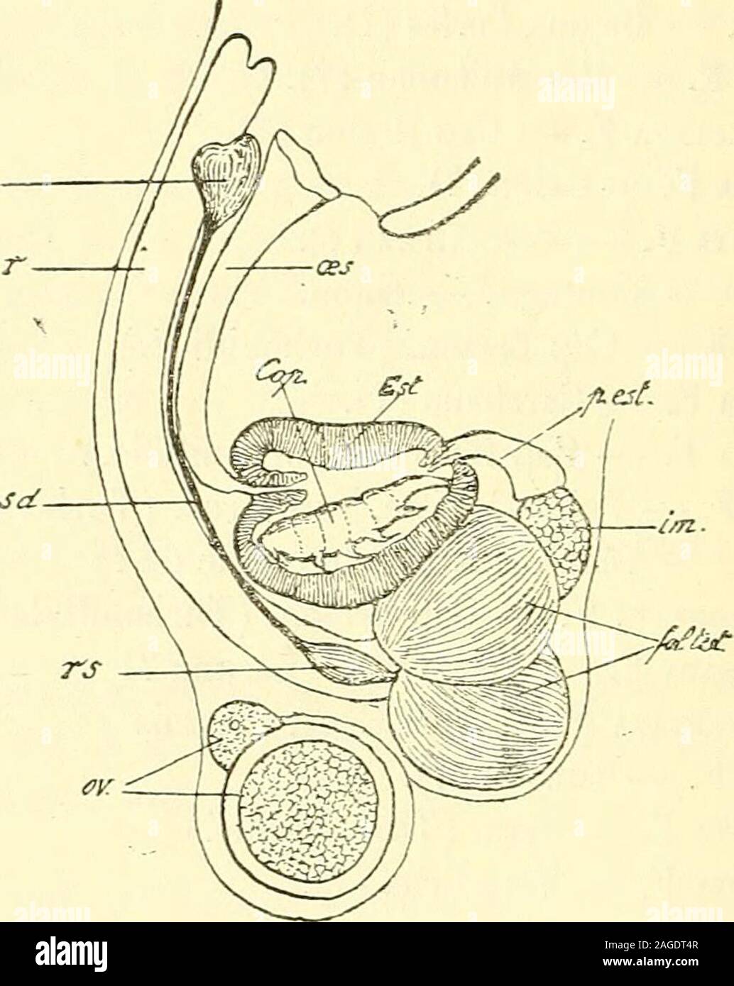 Cormus hi-res stock photography and images - Alamy