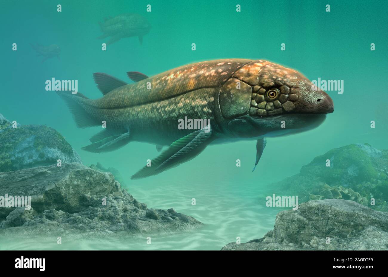 Devonian fish hi-res stock photography and images - Alamy