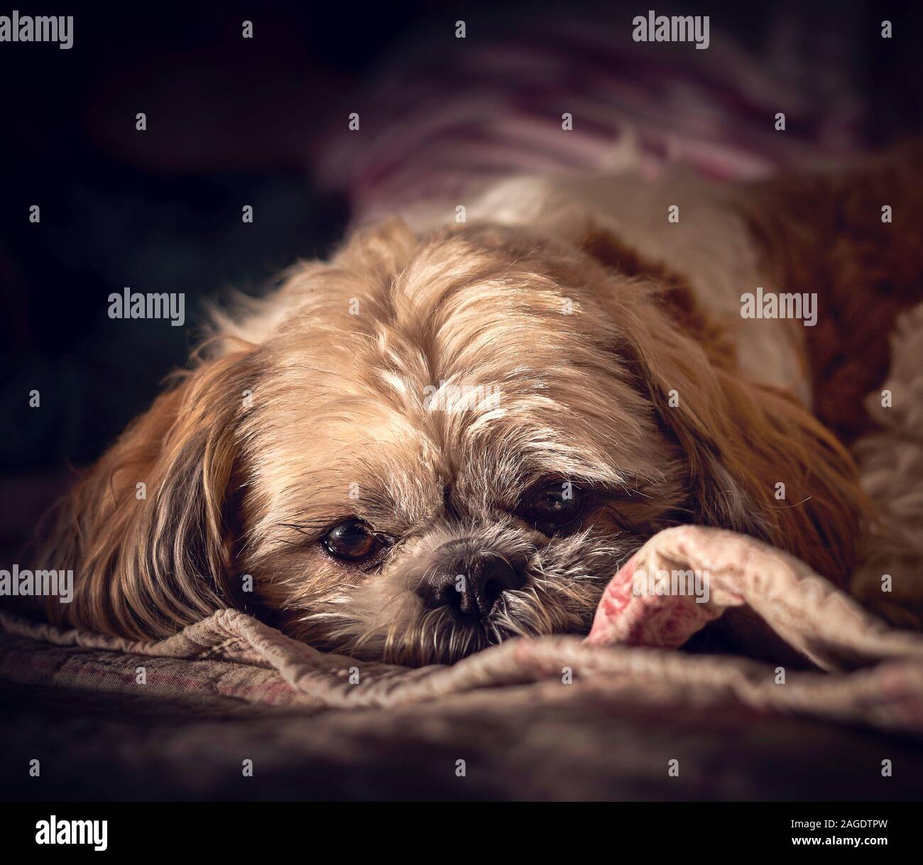 Cute fluffy Shih-poo dog laying on a blanket with a blurred background ...