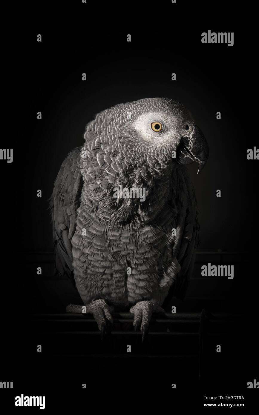 Black parrot drawing hi-res stock photography and images - Alamy