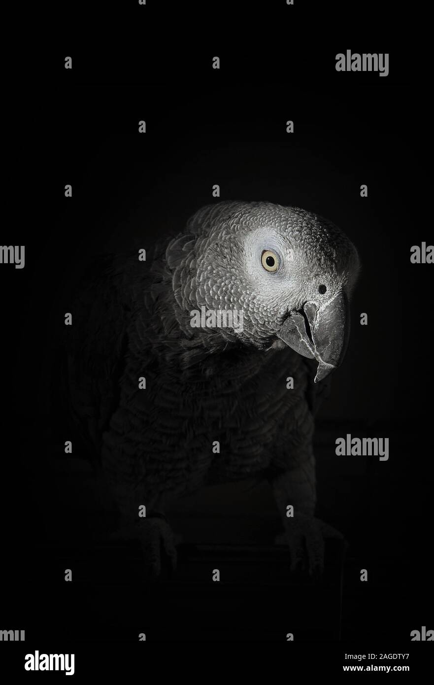 Black parrot drawing hi-res stock photography and images - Alamy