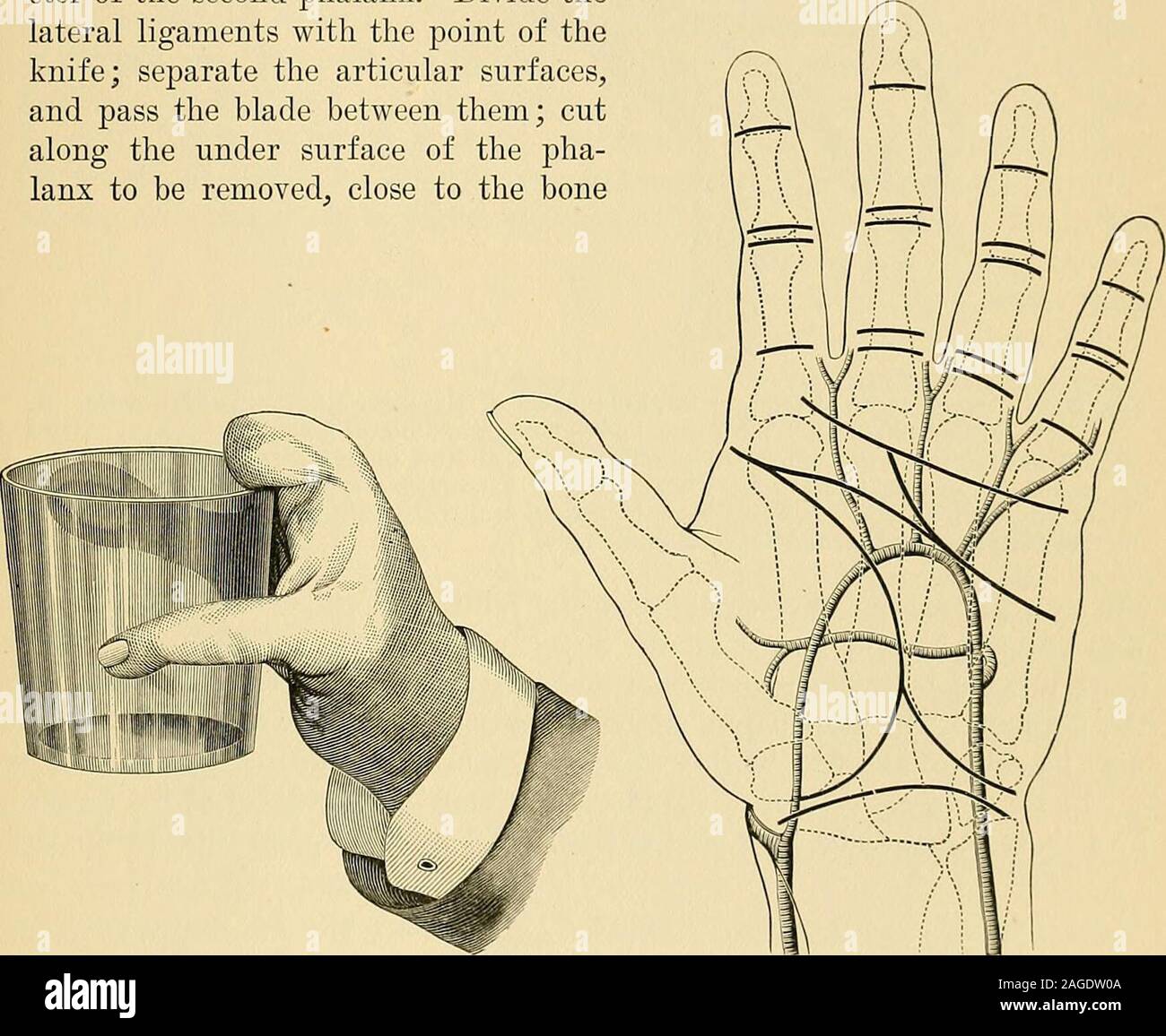 Distal phalanx bones hi-res stock photography and images - Alamy