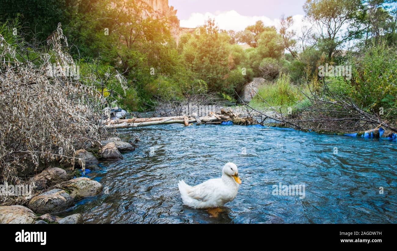 Indian spot bill duck hi-res stock photography and images - Alamy