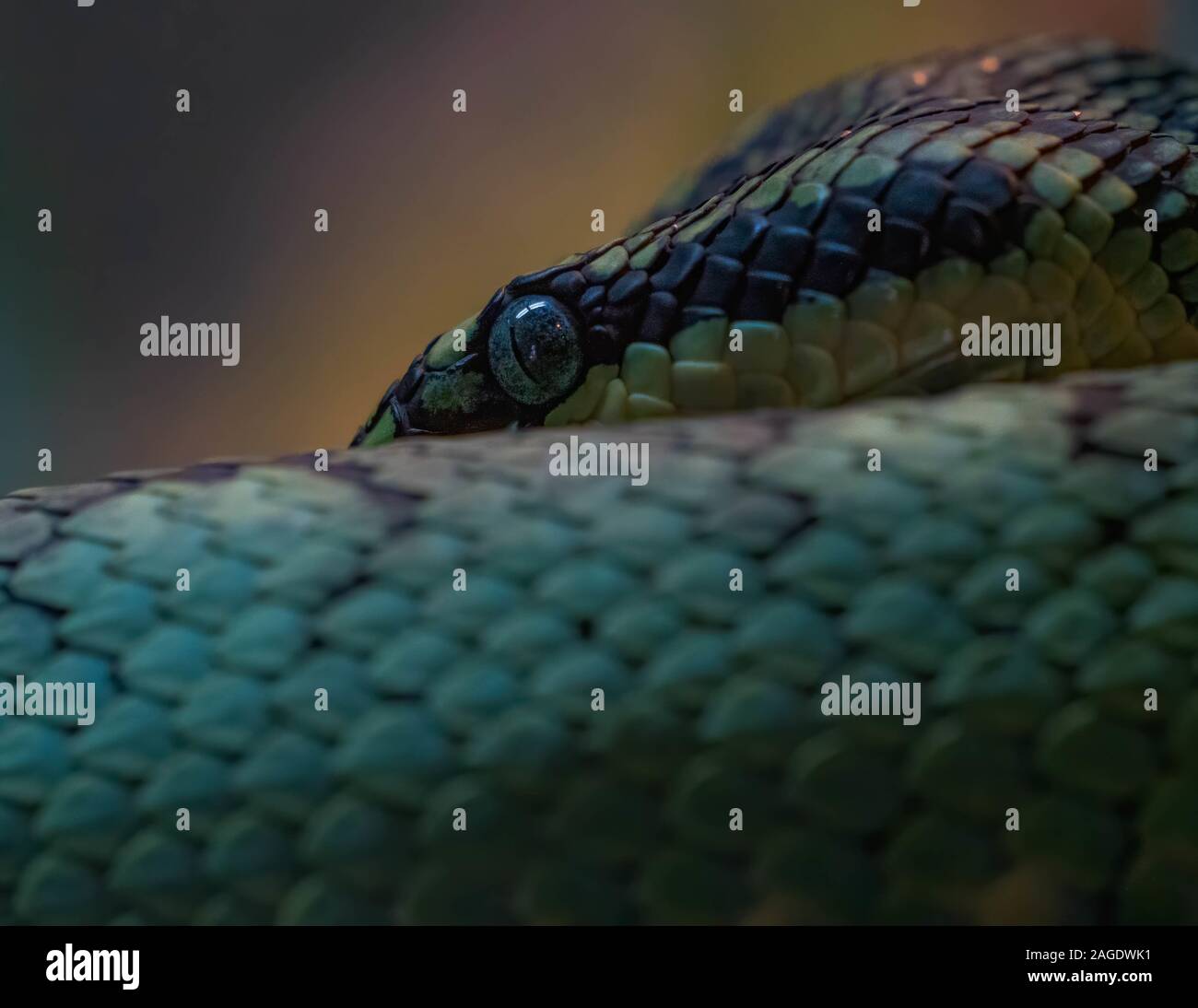 Blue serpent hi-res stock photography and images - Alamy