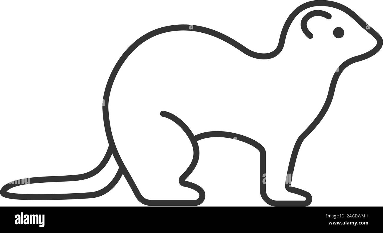 Ferret linear icon. Thin line illustration. Polecat. Contour symbol ...