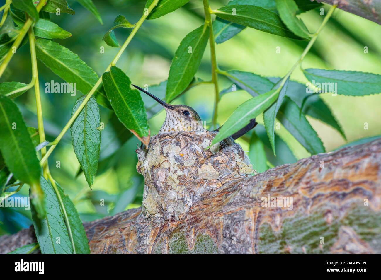 Female Broad-tailed Hummingbird (Selasphorus platycercus) sitting on ...