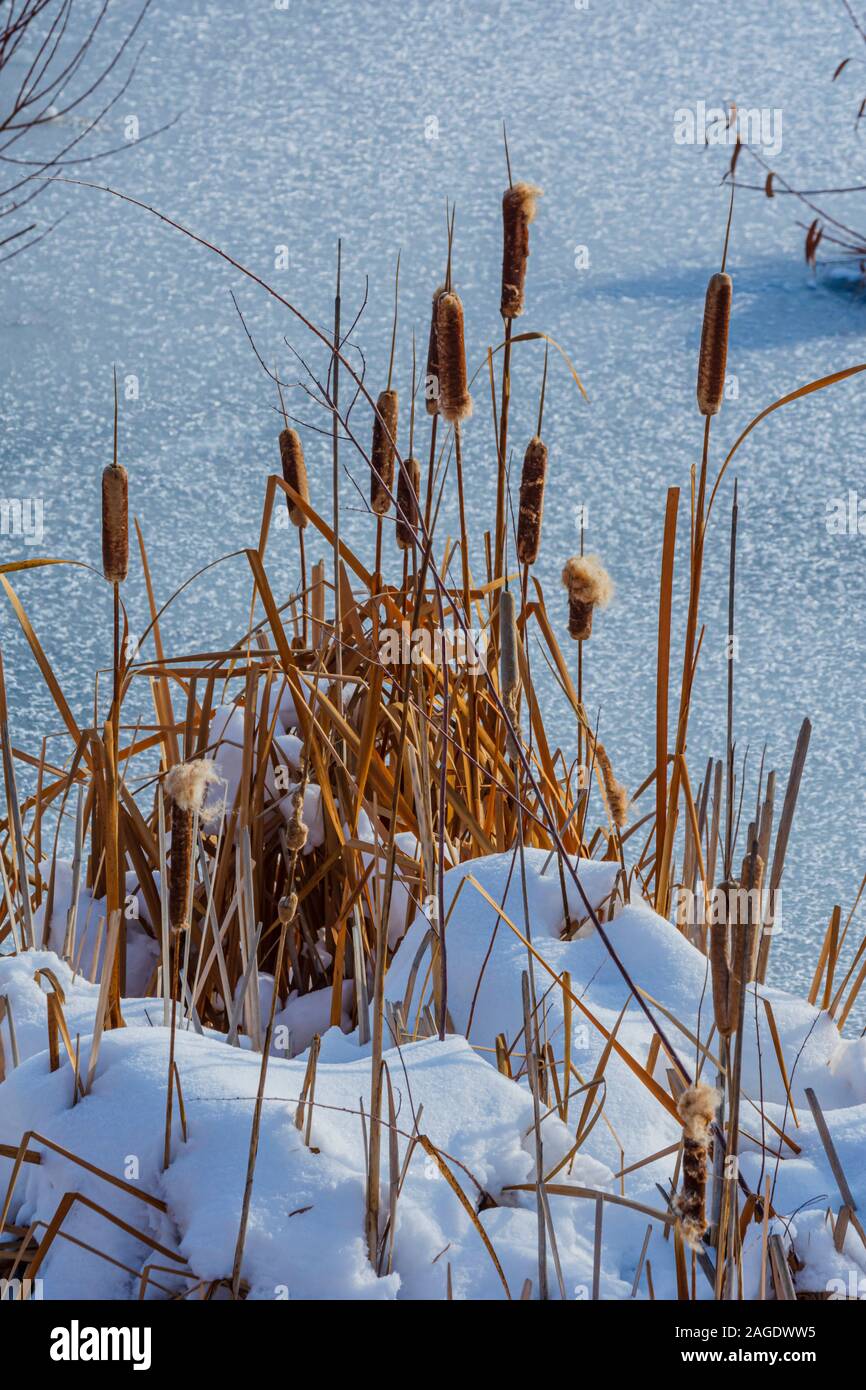 Common cattail broad leaved cattail broad leaved hi-res stock ...