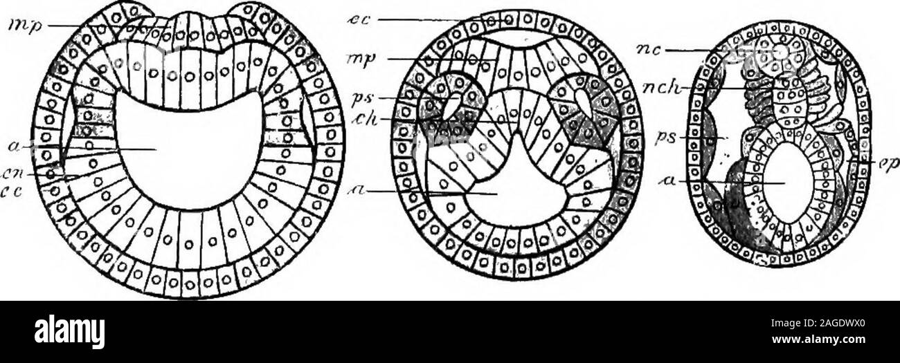 . Outlines of zoology. Fig. 254.—Sections through embryos of Amphioxus ...