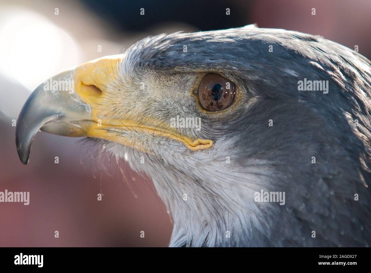 Selective focus shot of the head of a beautiful eagle with hazel eyes ...