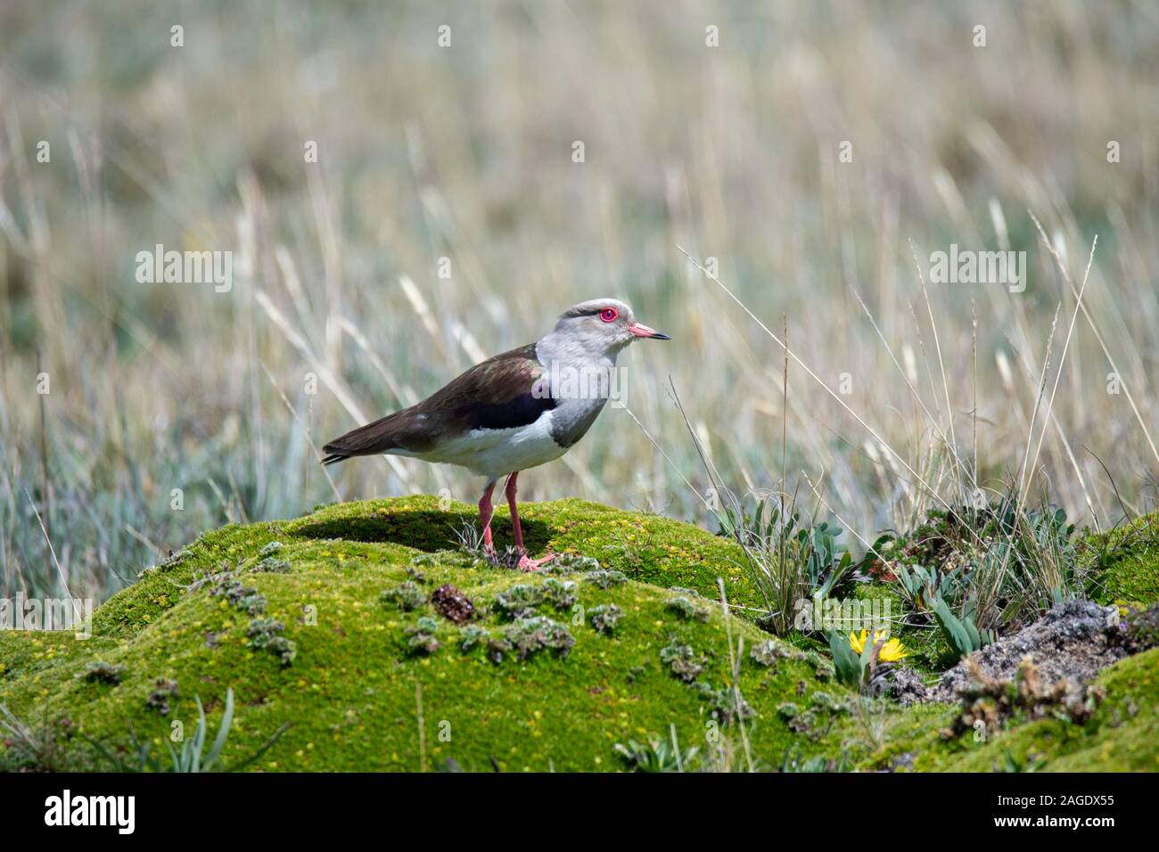 Andean Lapwing Vanellus resplendens Antisana Volcano, Ecuador 3 ...