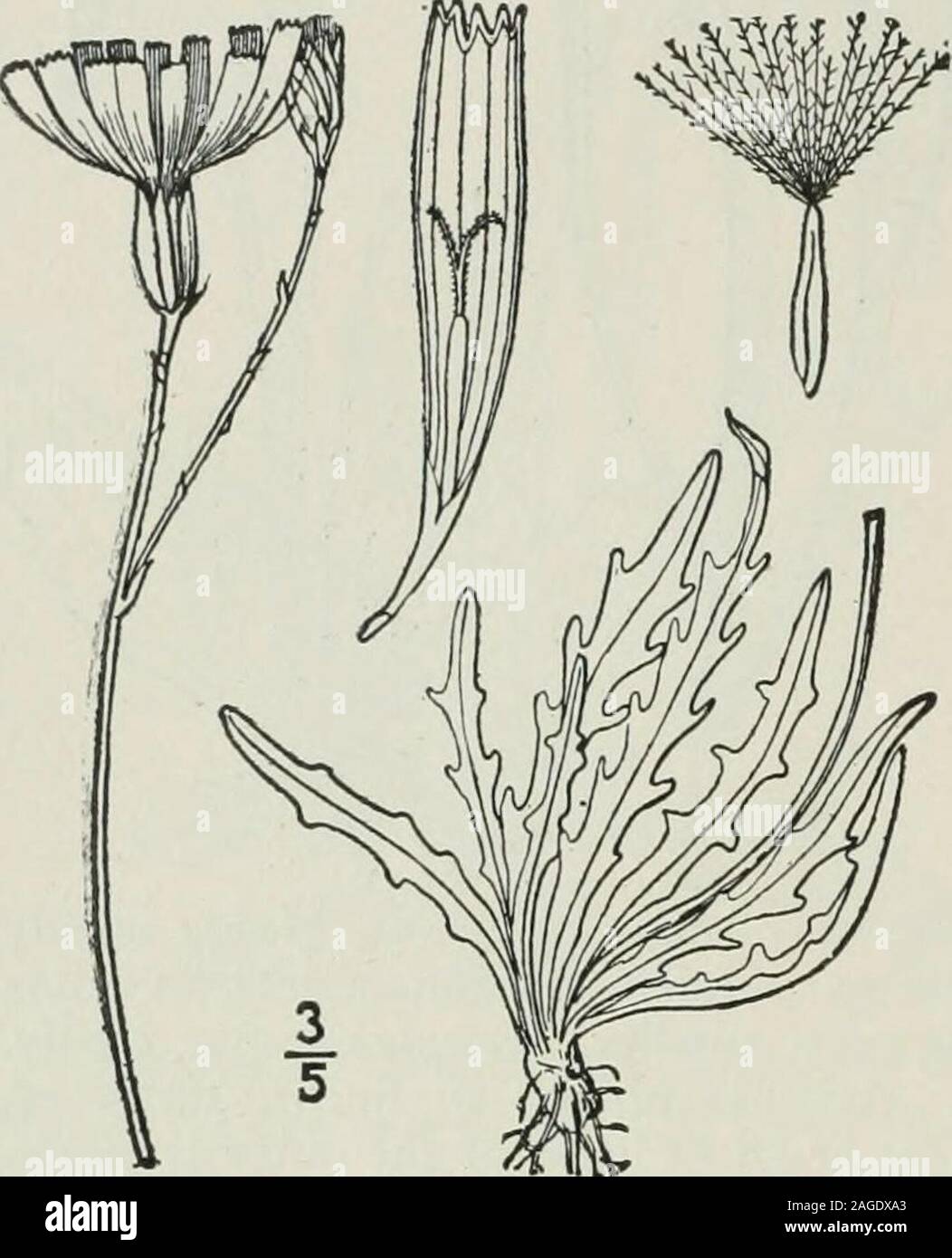 Plumose bristles hi-res stock photography and images - Alamy