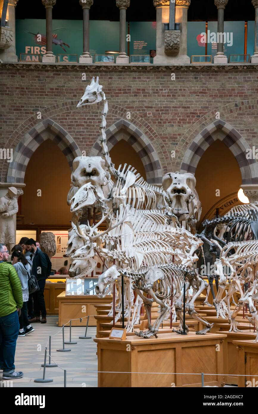 Skeletons at the Oxford natural history museum Stock Photo - Alamy