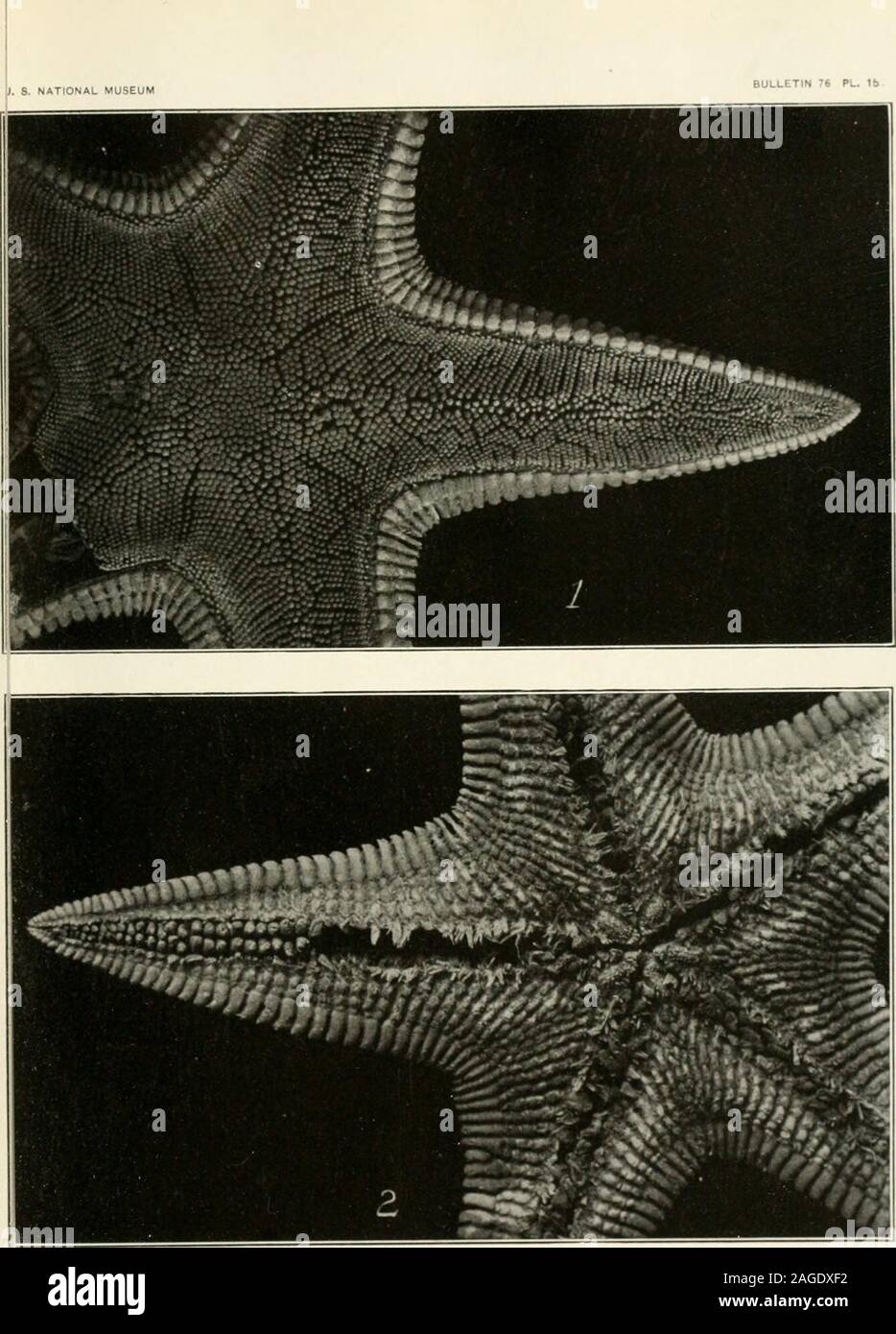 . Bulletin - United States National Museum. Fen imAMAnoM or mjiti ui ...