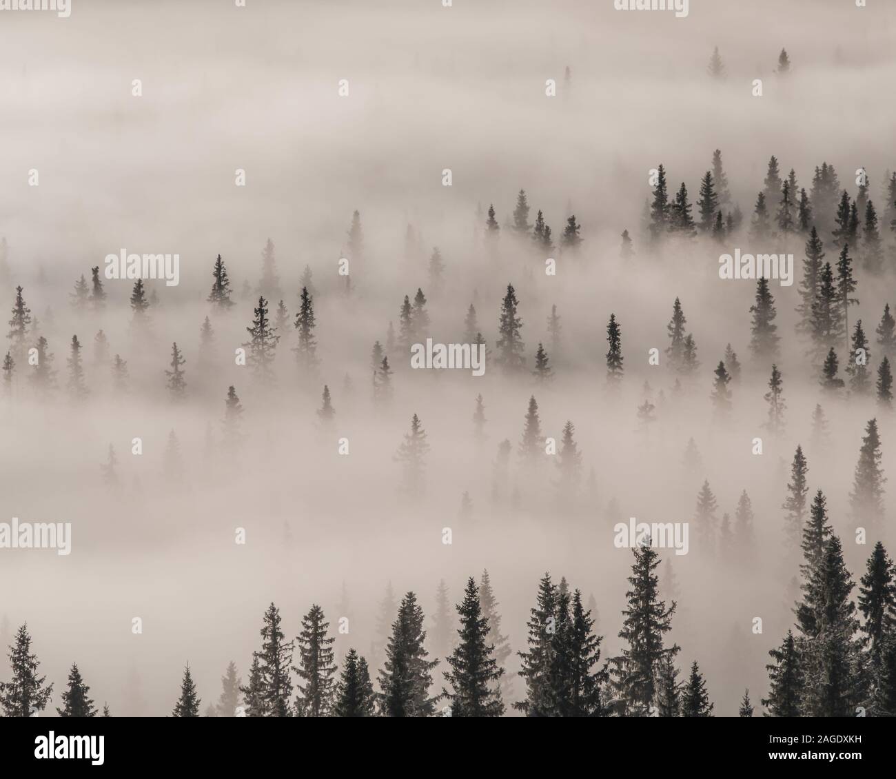 High shot of a forest covered in fog during winter - a cool picture for ...