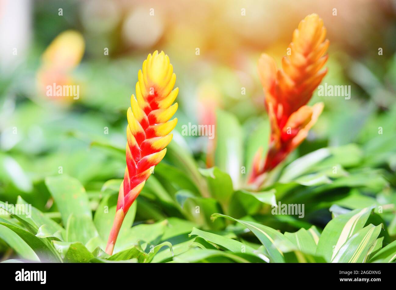 Bromeliad flower / Beautiful red and yellow bromeliad in garden nursery ...