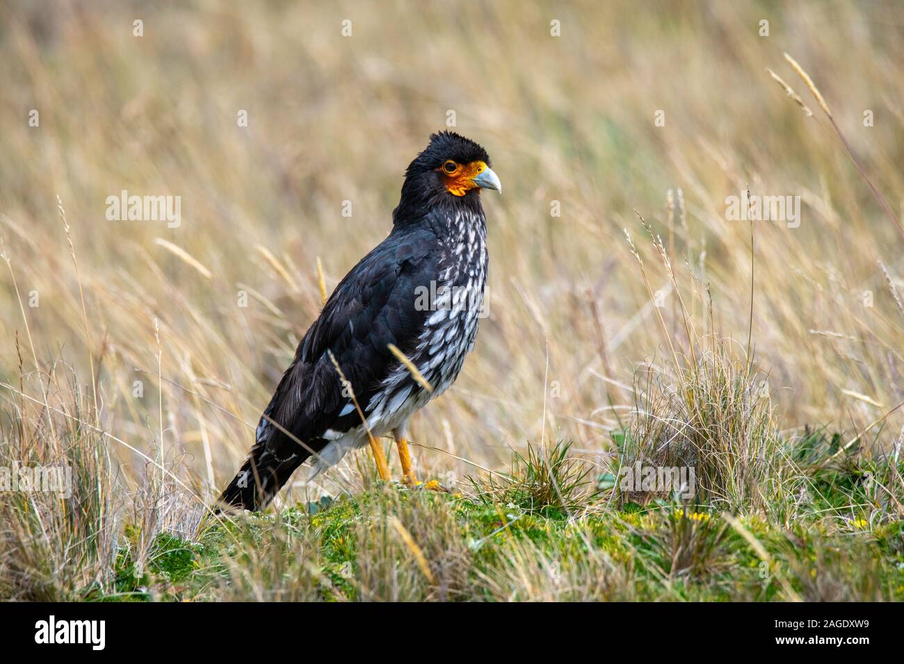 Carunculated Caracara Phalcoboenus carunculatus Antisana Volcano ...