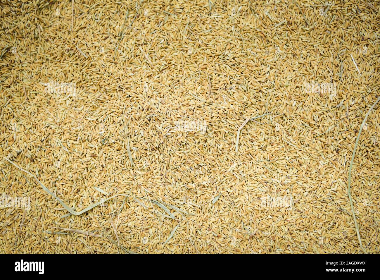 Close up pile of raw paddy rice seed grain / Rice texture background ...