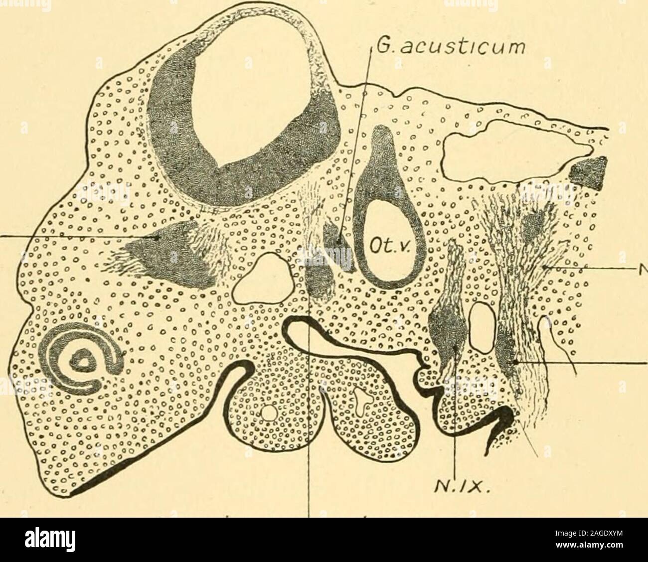 Wrisberg hi-res stock photography and images - Alamy