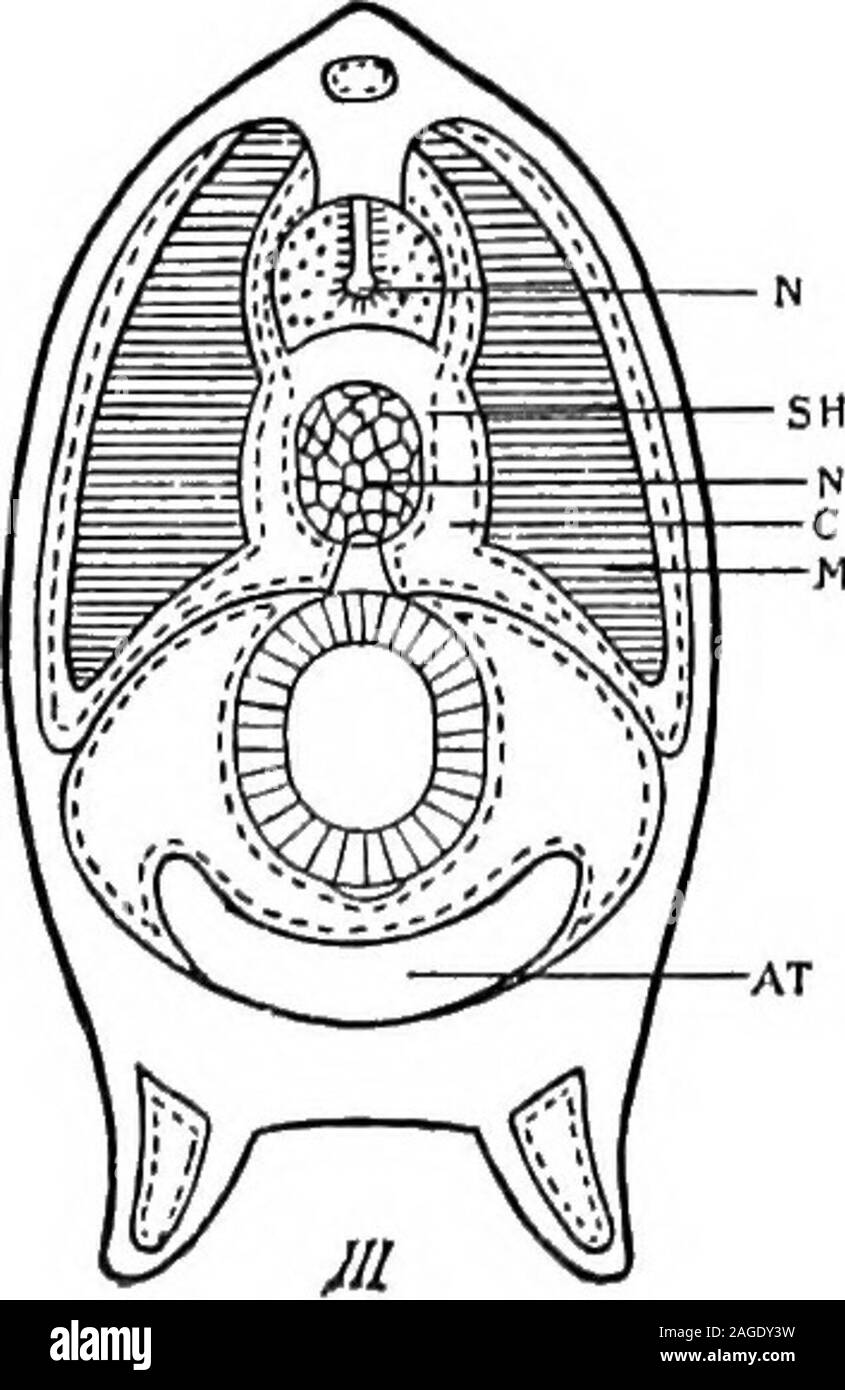 . Outlines of zoology. by a membrane called the velum,and is fringed by ...